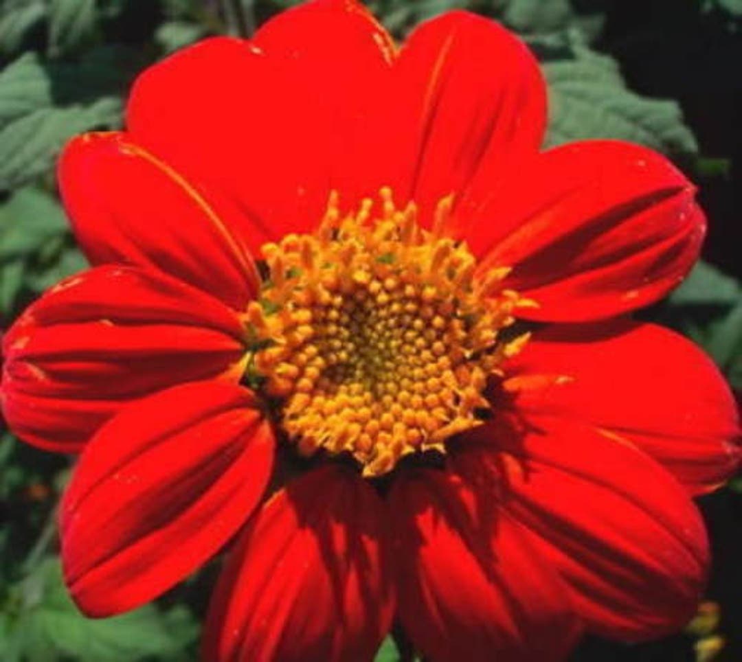 50 RED MEXICAN Torch SUNFLOWER Tithonia Rotundifolia Red Orange Flower ...