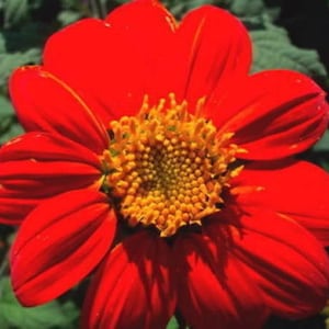 50 RED MEXICAN Torch SUNFLOWER Tithonia Rotundifolia Red Orange Flower ...