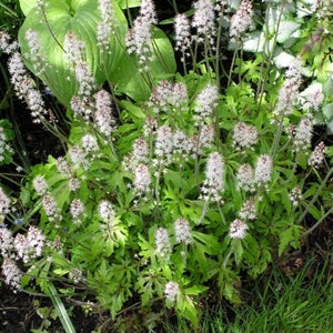 20 SUGAR SCOOP FOAMFLOWER White Tiarella Trifoliata Laceflower Flower ...
