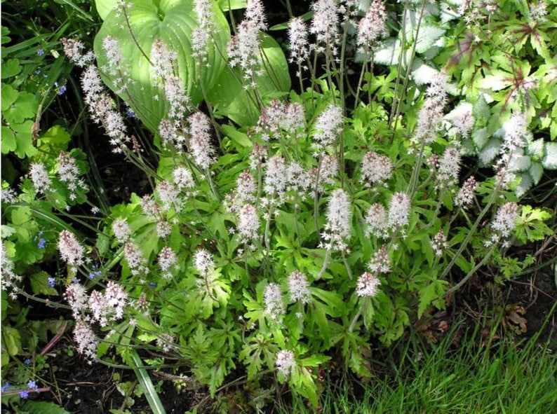 20 SUGAR SCOOP FOAMFLOWER White Tiarella Trifoliata Laceflower - Etsy UK