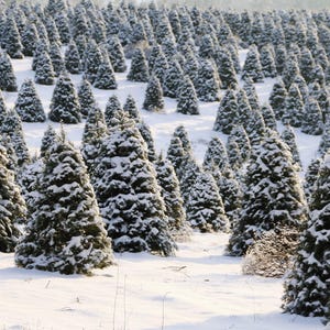 20 DOUGLAS FIR Tree Abies Pseudotsuga Menziesii Christmas Tree Blue ...