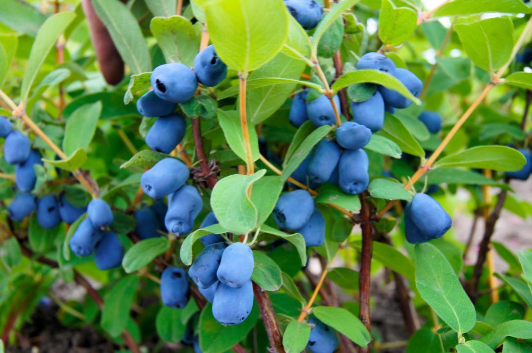 30 HONEYBERRY Blue Honeysuckle Lonicera Caerulea Edible Fruit Shrub ...