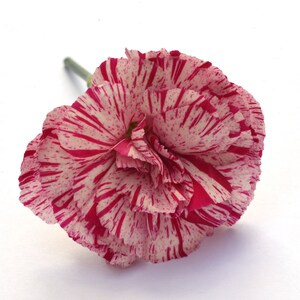 50 PICOTEE MIX CARNATION Dianthus Caryophyllus Double Bicolor Striped ...