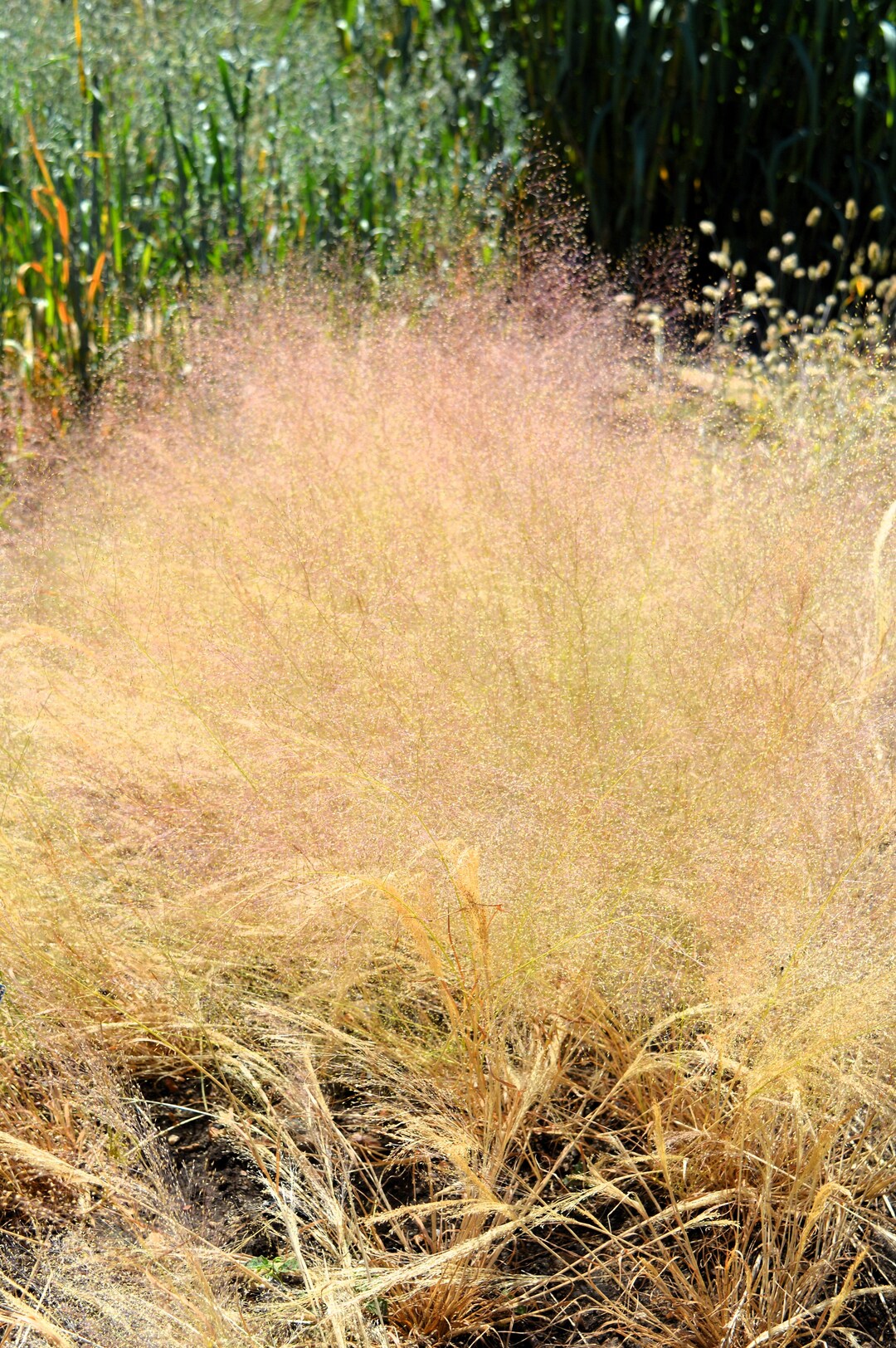 200 CLOUD GRASS Agrostis Nebulosa White Flower Tan Ornamental Grass ...