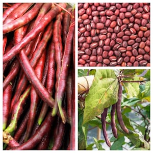 100 RED RIPPER COWPEA Cow Pea Southern Pea Vigna Unguiculata Legume ...