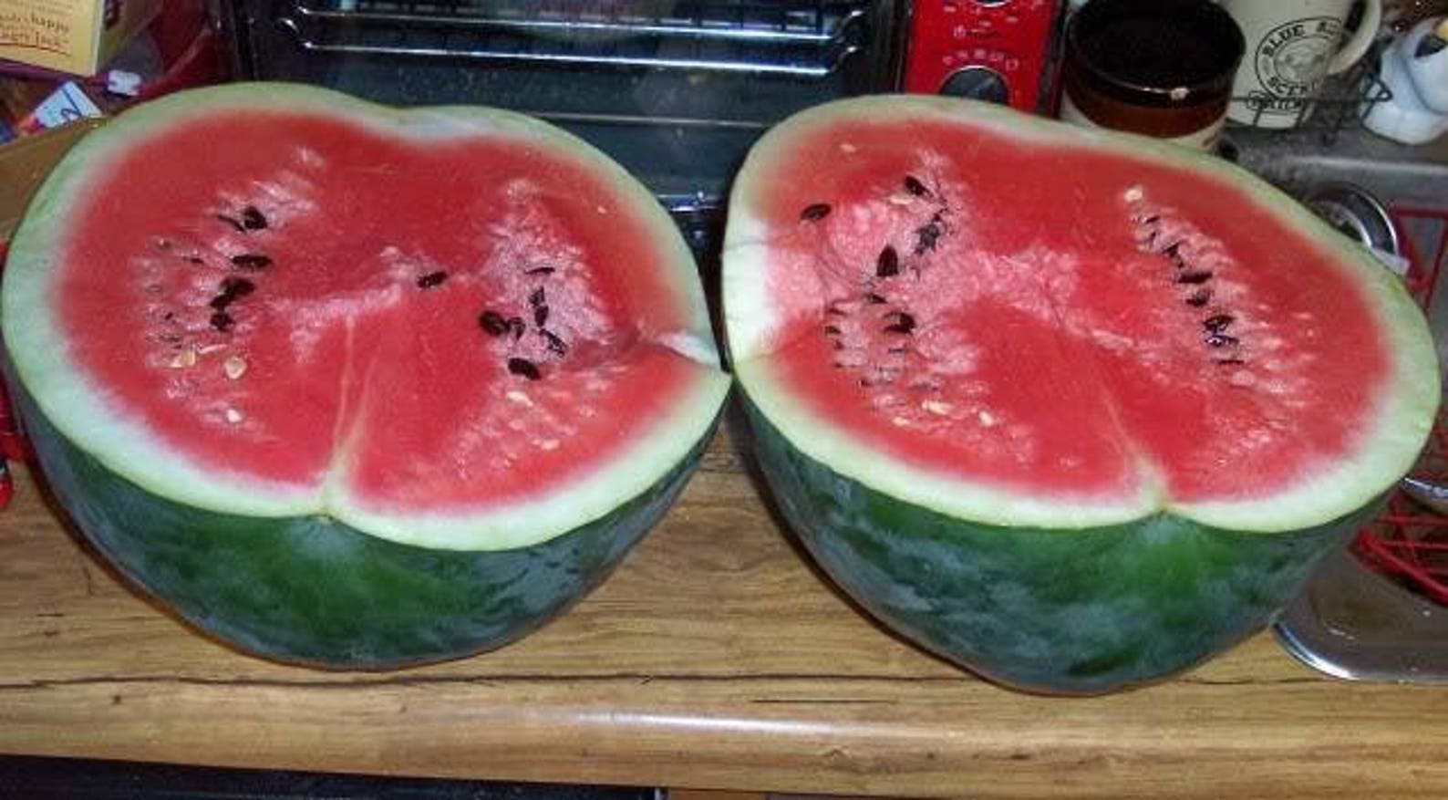 50 FLORIDA GIANT WATERMELON Cannon Ball Black Diamond - Etsy