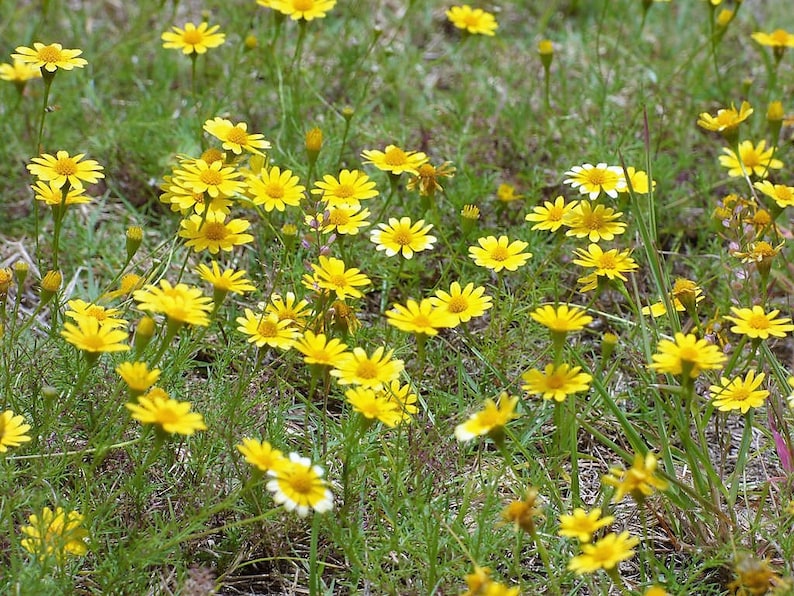 1000 DAHLBERG DAISY Thymophylla Tenuiloba Yellow Flower Seeds | Etsy