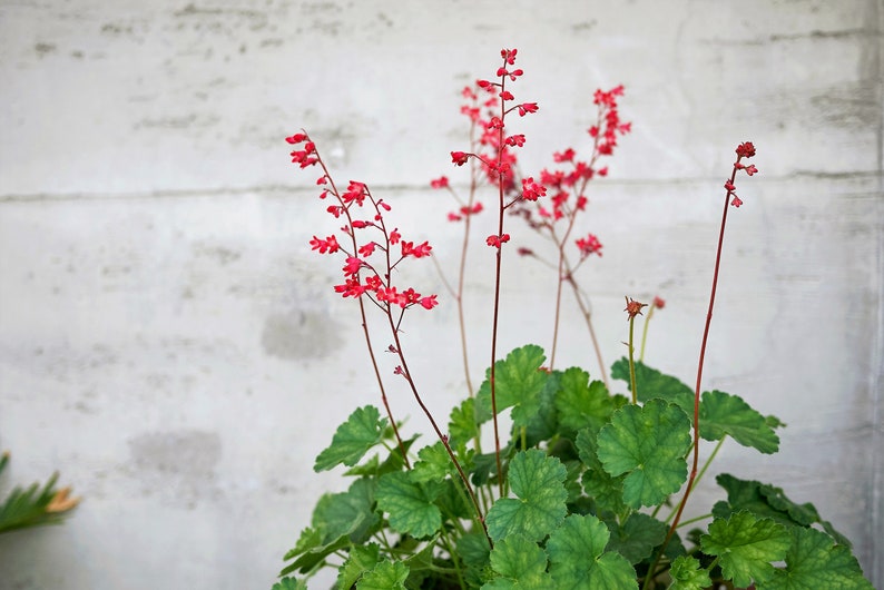 100 Red HEUCHERA SPLENDENS Coral Bells Heuchera Sanguinea - Etsy