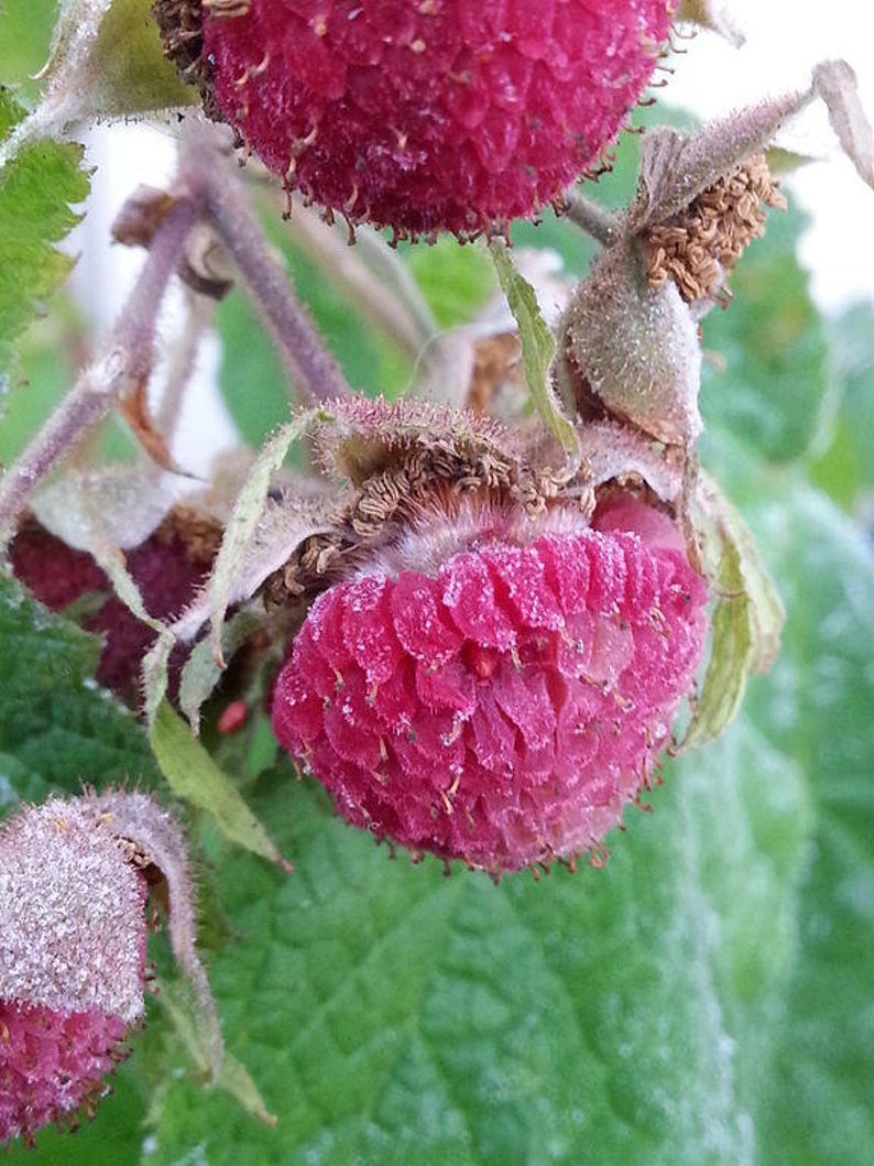 20 PURPLE FLOWERING RASPBERRY Thornless Edible Rubus Odoratus | Etsy