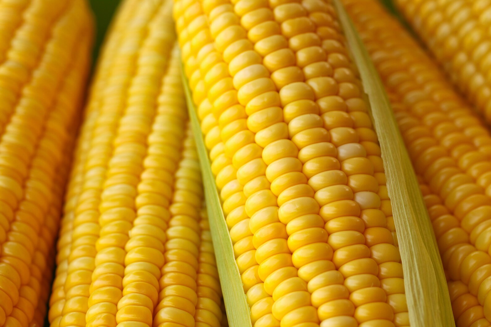 50 HONEY SELECT CORN Sweet Yellow S.E. Sh2 Zea Mays Vegetable Seeds - Etsy
