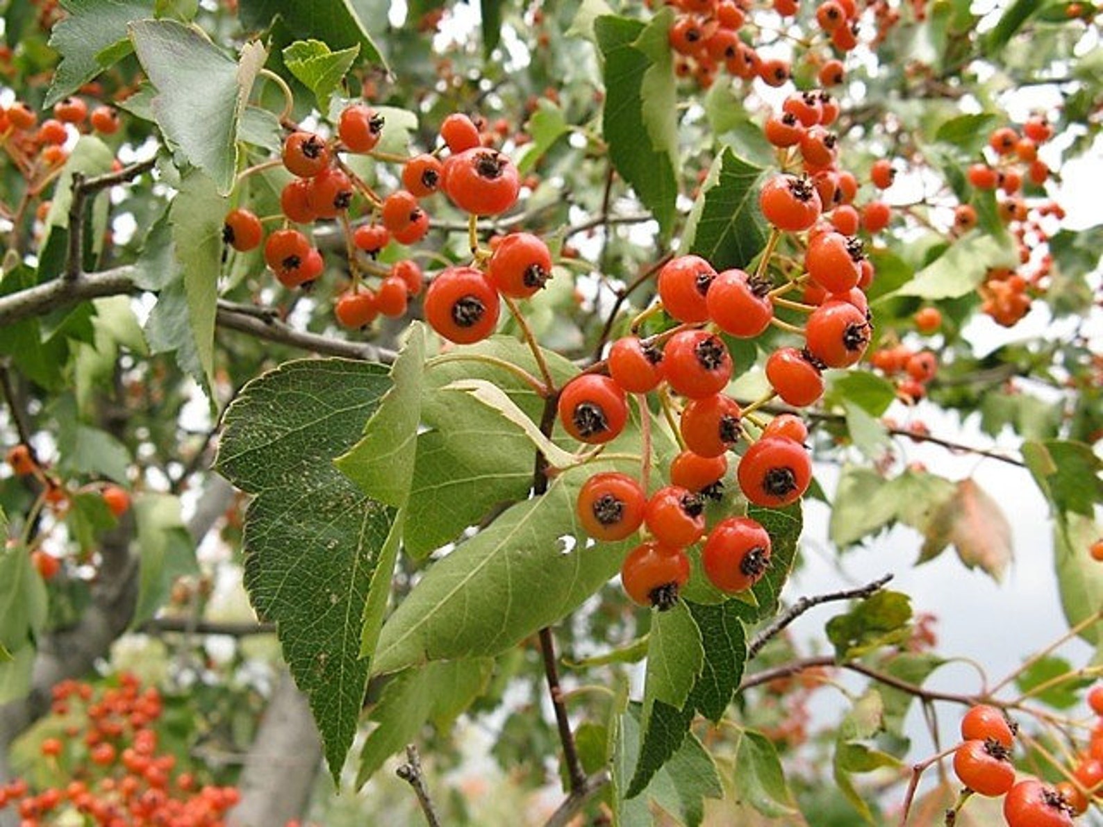 50 WASHINGTON HAWTHORN Mayflower Shrub Tree Edible Fruit & | Etsy