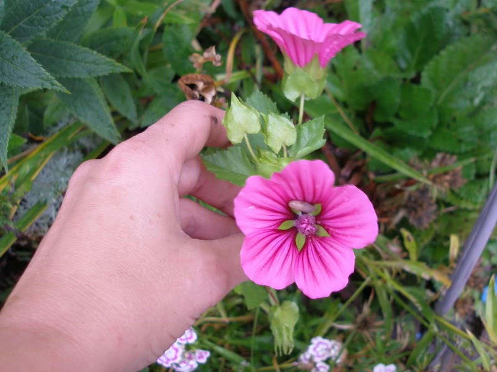 10 VULCAN MALOPE Trifida / Mallowwort / Mallow Flower Seeds - Etsy