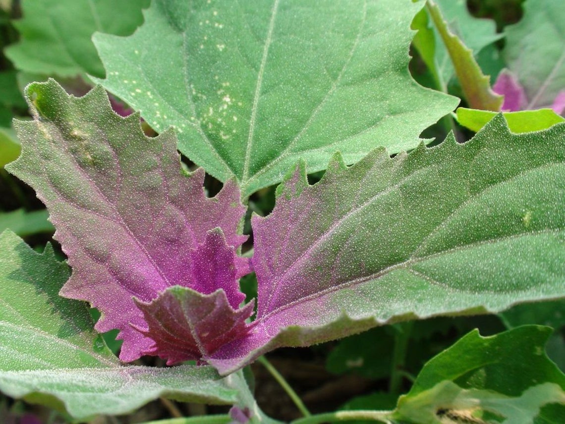 100 GIANT GOOSEFOOT Chenopodium Giganteum Purple Magenta | Etsy