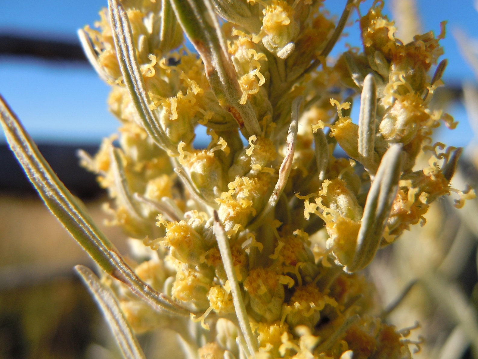 100 SILVER SAGEBRUSH Artemisia Cana Dwarf Sagebrush / Silver - Etsy