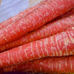 400 ATOMIC RED CARROT Daucus Carota Vegetable Seeds *comb S/H - Etsy