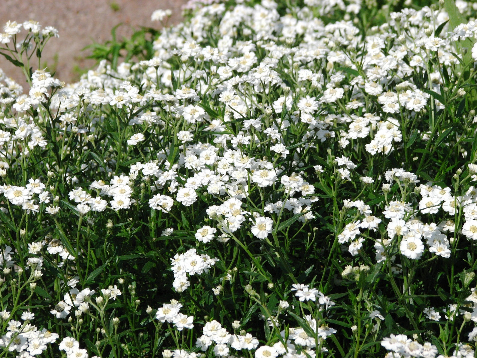 150 PEARL YARROW White Double Achillea Ptarmica Herb Flower - Etsy