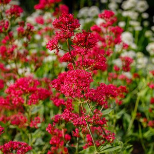 50 RED JUPITER'S BEARD Valerian Keys of Heaven Centranthus Ruber Flower ...