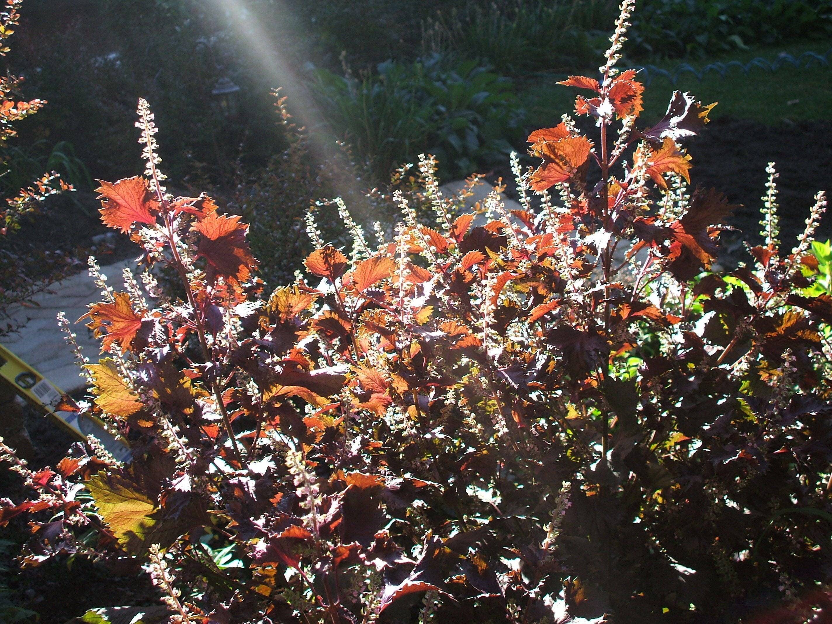 300 PURPLE SHISO Aka PERILLA Frutescens Ornamental Herb Seeds Green ...