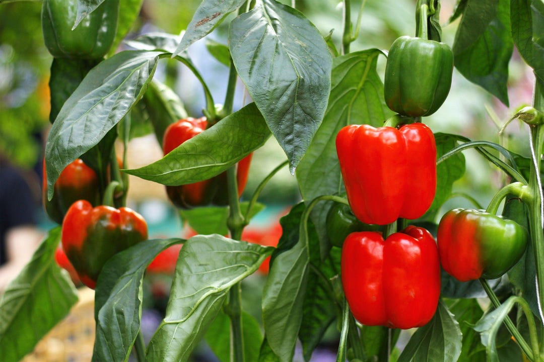 20 Organic Red MINI BELL PEPPER Sweet Mild Miniature Capsicum Annuum ...