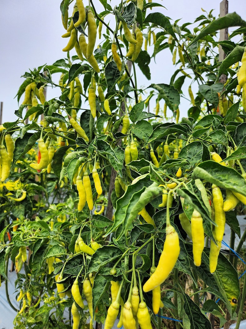 50 GOLDEN CAYENNE PEPPER Hot Yellow Capsicum Annuum Vegetable Seeds - Etsy