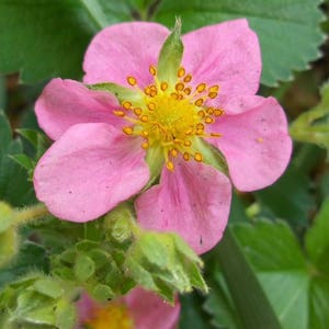 100 VESCA BARON STRAWBERRY Solemacher Berry Fragari Red Fruit Pink ...