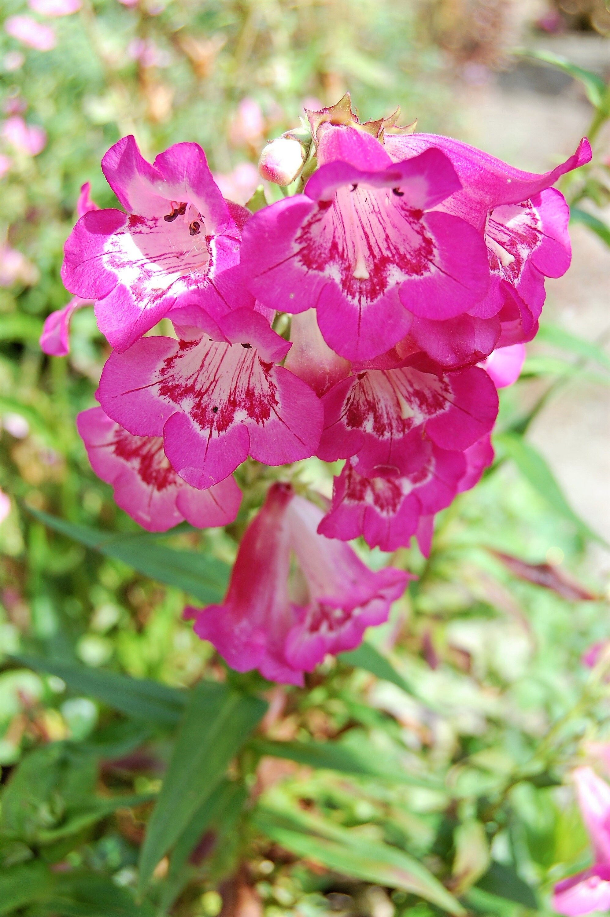 100 SENSATION MIX PENSTEMON Hartwegii Beardtongue Mixed Colors - Etsy
