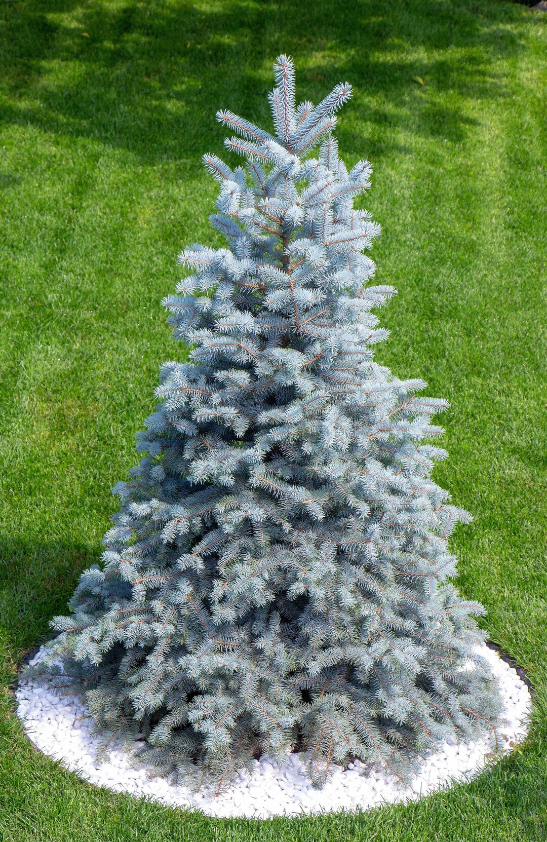 50 Colorado BLUE SPRUCE Tree Picea Pungens Glauca Christmas Tree White ...