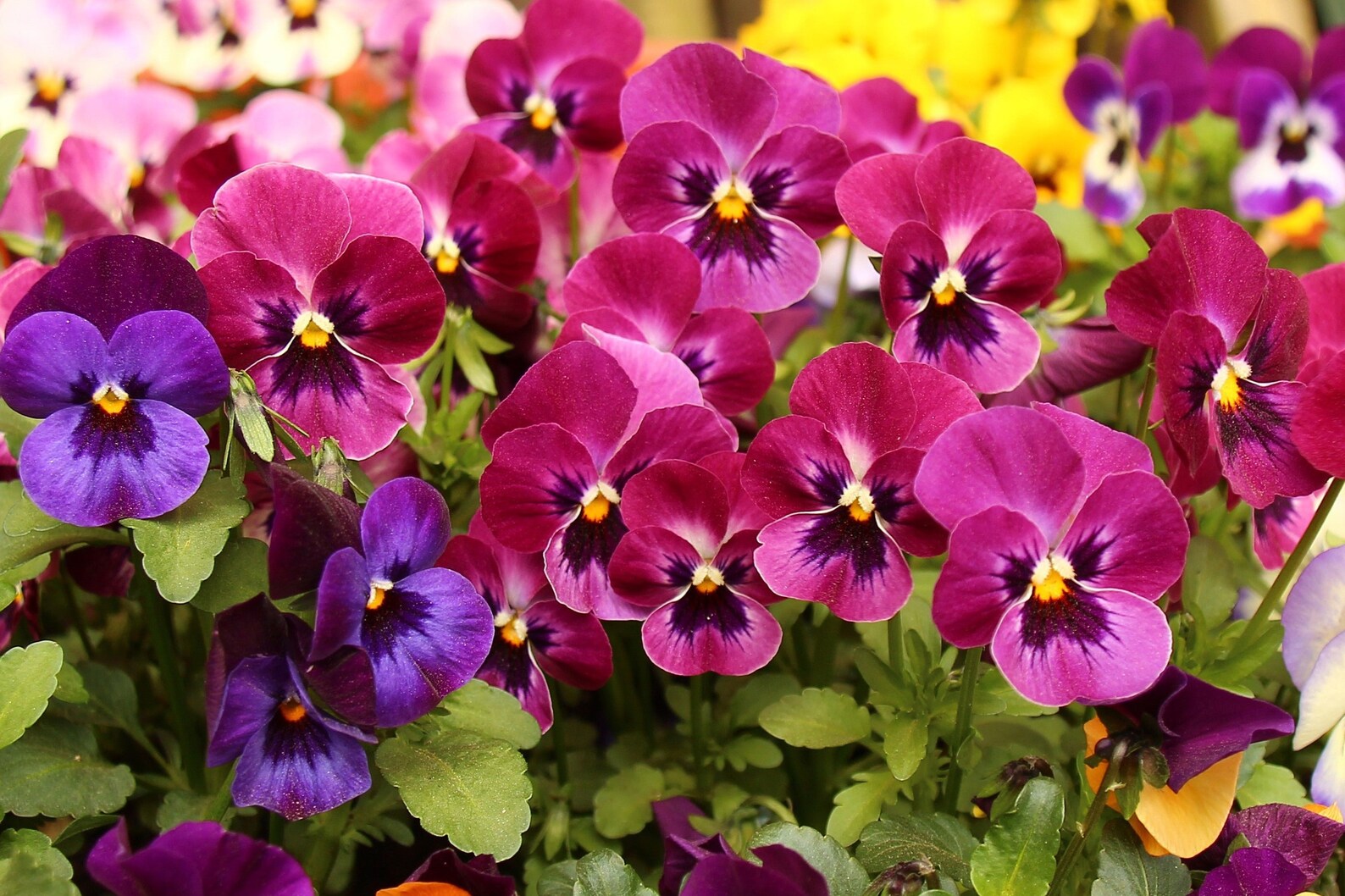 50 RASPBERRY BLOTCH PANSY Swiss Giant Viola Wittrockiana Pink Flower ...