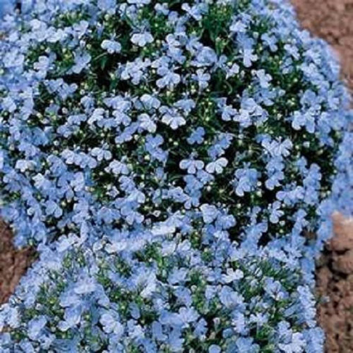 200 BLUE SPLASH LOBELIA Regatta Blue & White Erinus Flower - Etsy