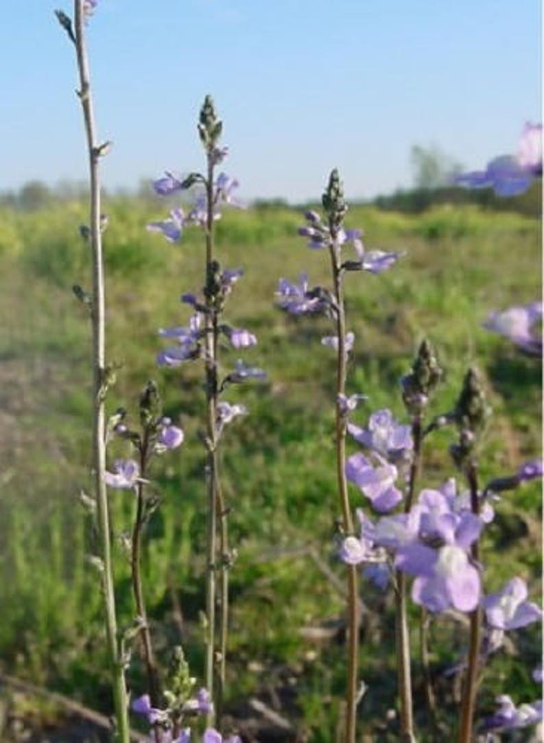 100 BLUE TOADFLAX Linaria Canadensis Antirrhinum Canadian | Etsy