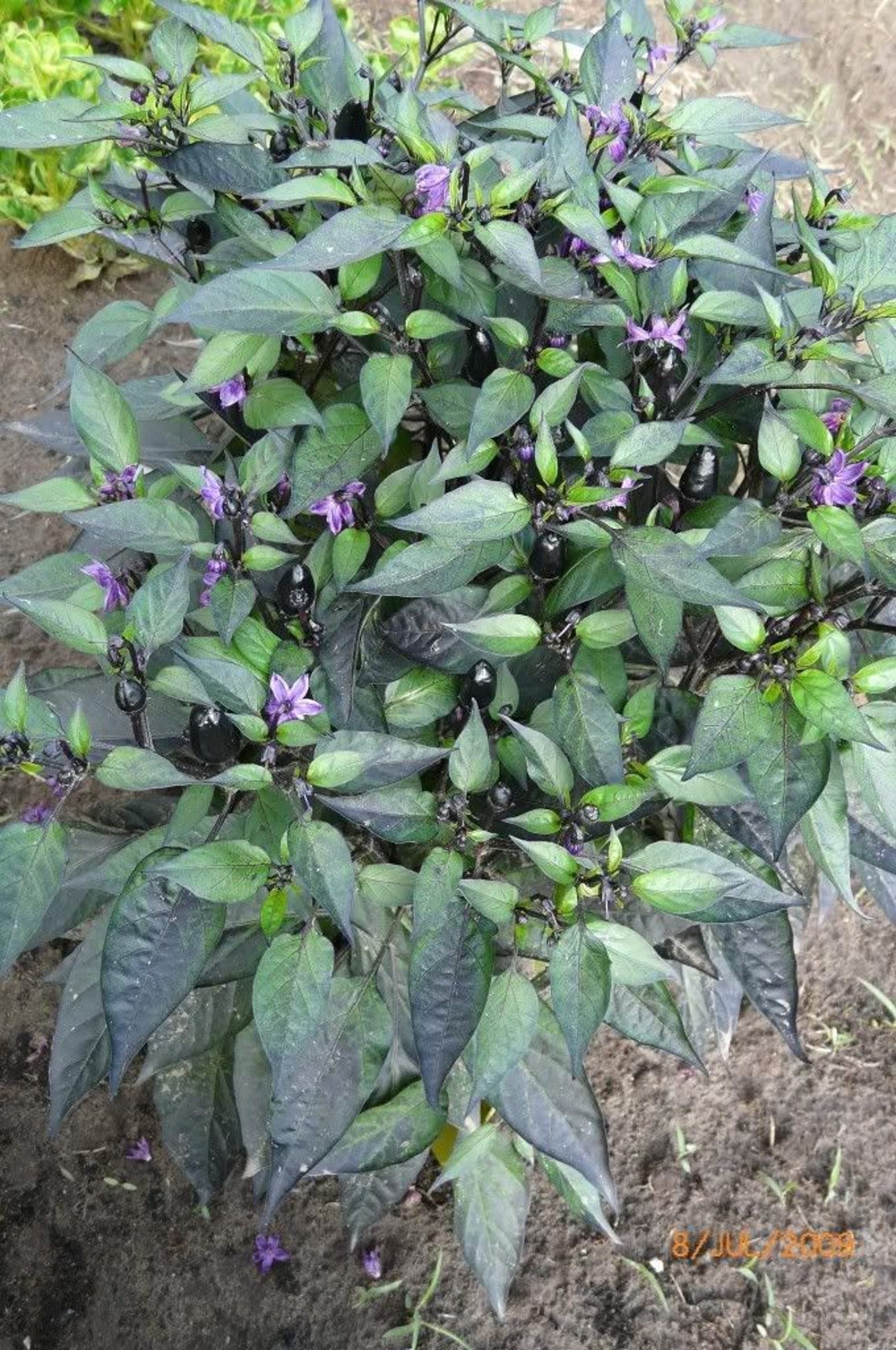 20 FILIUS BLUE PEPPER Capiscum Annuum Christmas Pepper | Etsy