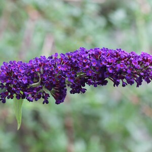 50 Dark PURPLE BUTTERFLY BUSH Buddleja Davidii Hummingbird Shrub ...