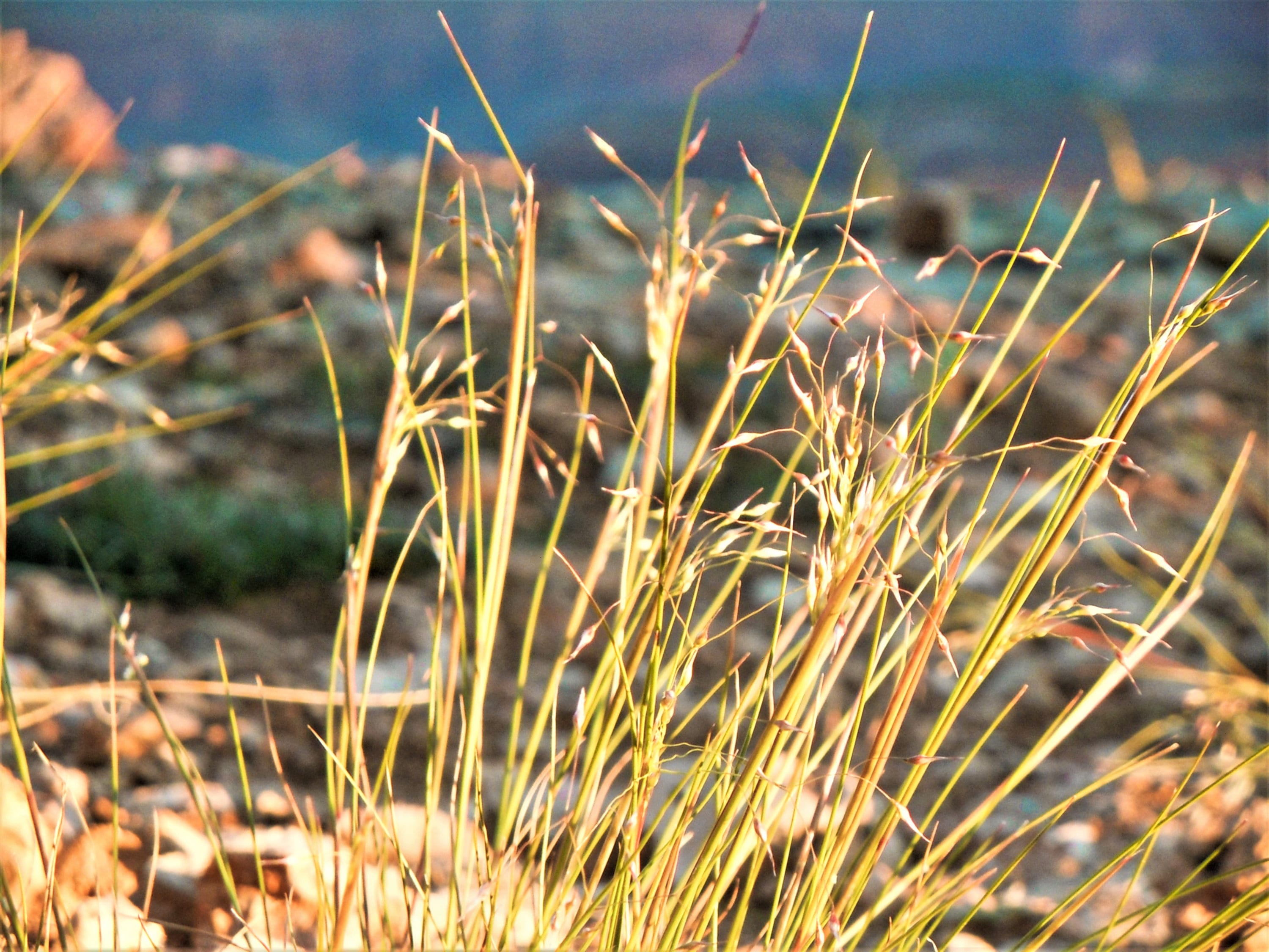 500 INDIAN RICEGRASS Nezpar Oryzopsis Hymenoides Stipa Sand | Etsy