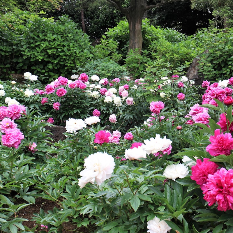 Mountain Peony Tree - Etsy