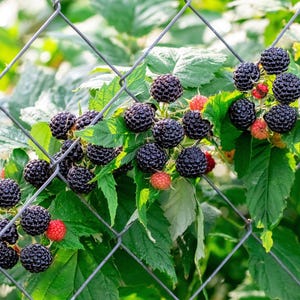 50 BLACK RASPBERRY Rubus Leucodermis Fruit Bush Vine Seeds - Etsy