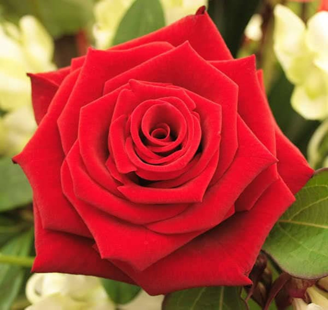 5 RED ROSE Rosa Bush Shrub Perennial Flower Seeds - Etsy