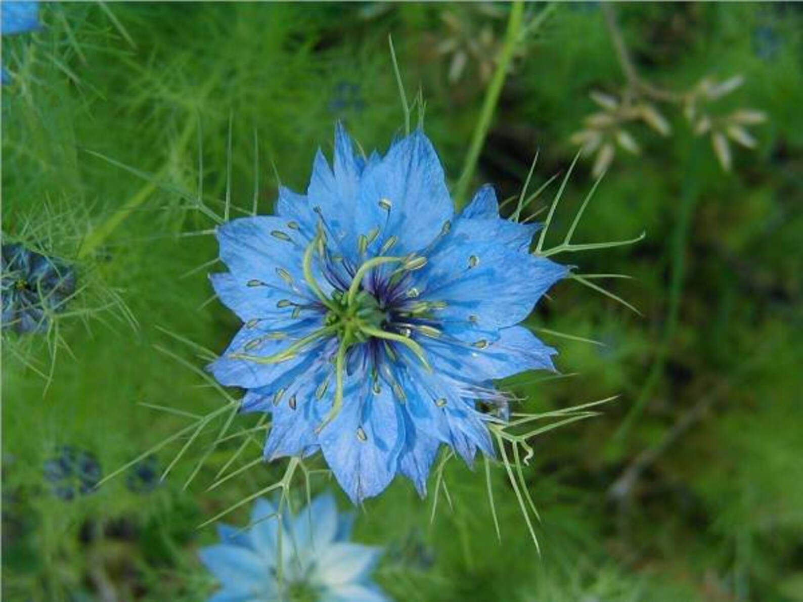 500 LOVE IN A MIST Miss Jekyll Blue Fennel Flower Nigella - Etsy