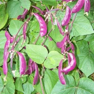 10 Ruby Moon HYACINTH BEAN Lablab Purpureus Blue Purple White Flower Ornamental Vine Seeds - Etsy