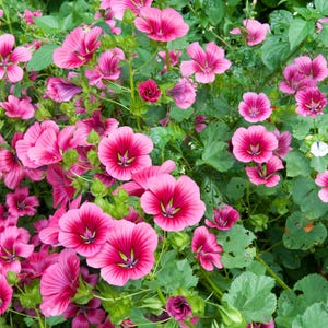 10 VULCAN MALOPE Trifida / Mallowwort / Mallow Flower Seeds *comb S/H ...