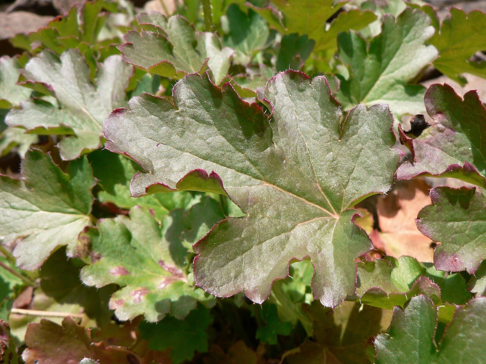 100 ALPINE CORAL BELLS Poker Heuchera Cylindrica Roundleaf Alumroot Sun ...