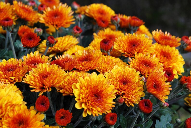 50 Tricolor DOUBLE PAINTED DAISY Chrysanthemum Carinatum Tanacetum ...