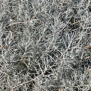 100 SILVER SAGEBRUSH Artemisia Cana Dwarf Sagebrush / Silver Wormwood ...