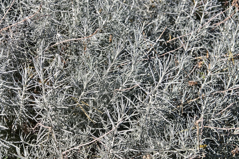 100 SILVER SAGEBRUSH Artemisia Cana Dwarf Sagebrush / Silver - Etsy