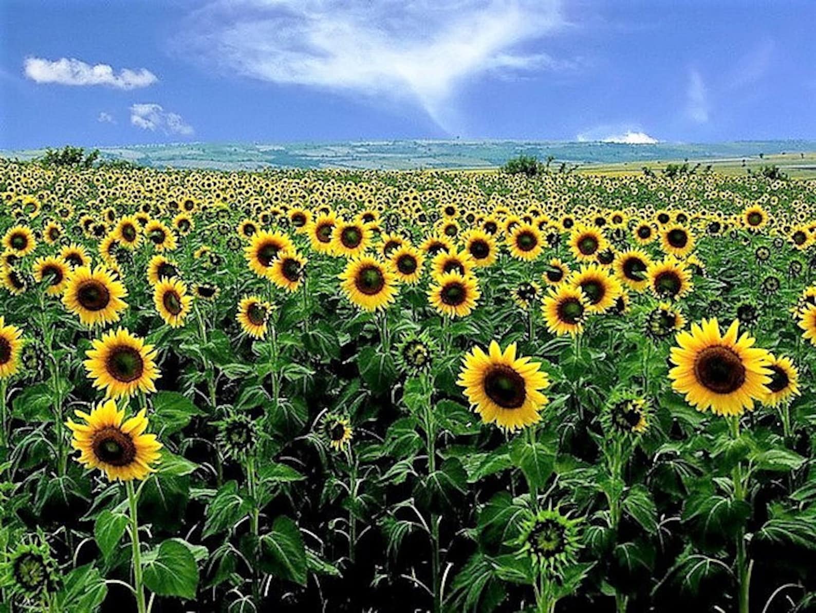 75 MAMMOTH GREY Stripe SUNFLOWER Helianthus Annuus Flower - Etsy