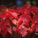 Buy 25 Scarlet CAROLINA RED MAPLE Tree Acer Rubrum Seeds Online in ...
