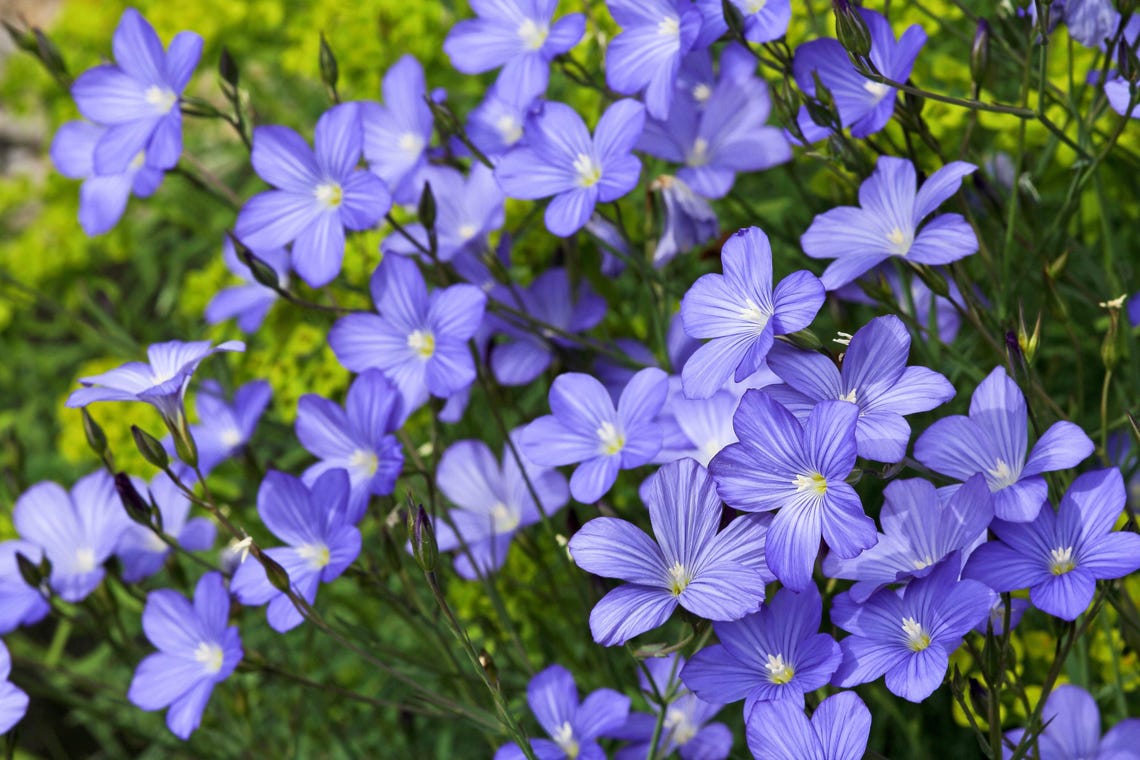 100 BLUE FLAX (prairie Flax / Lewis Blue Flax) Linum Perenne Lewisii ...
