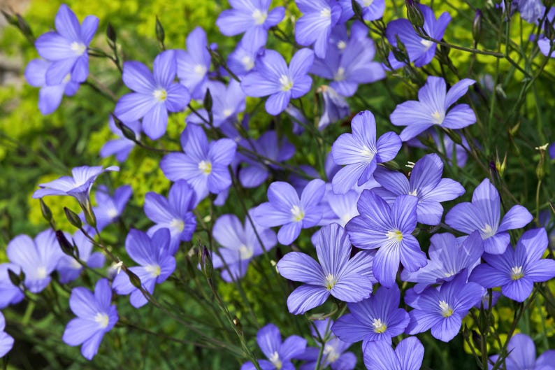 100 BLUE FLAX (prairie Flax / Lewis Blue Flax) Linum Perenne Lewisii ...