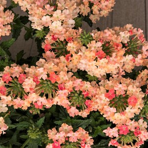 50 Dwarf APRICOT VERBENA Nana Compacta Fragrant Butterfly Flower Seeds ...
