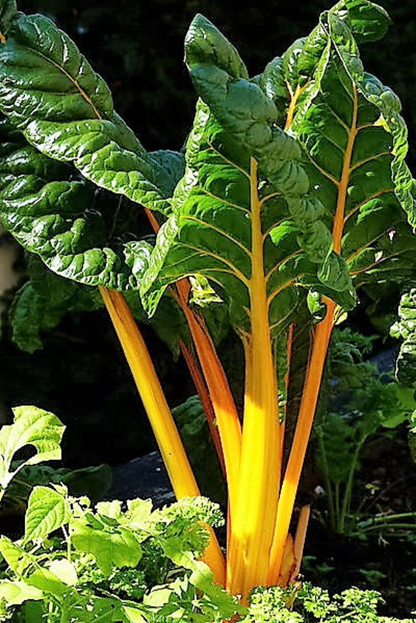 40 Yellow CANARY SWISS CHARD Beta Vulgaris Perpetual Spinach - Etsy