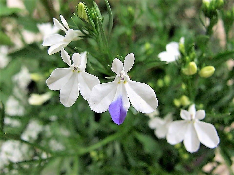 200 WHITE LOBELIA REGATTA Erinus Flower Seeds combined S/H - Etsy